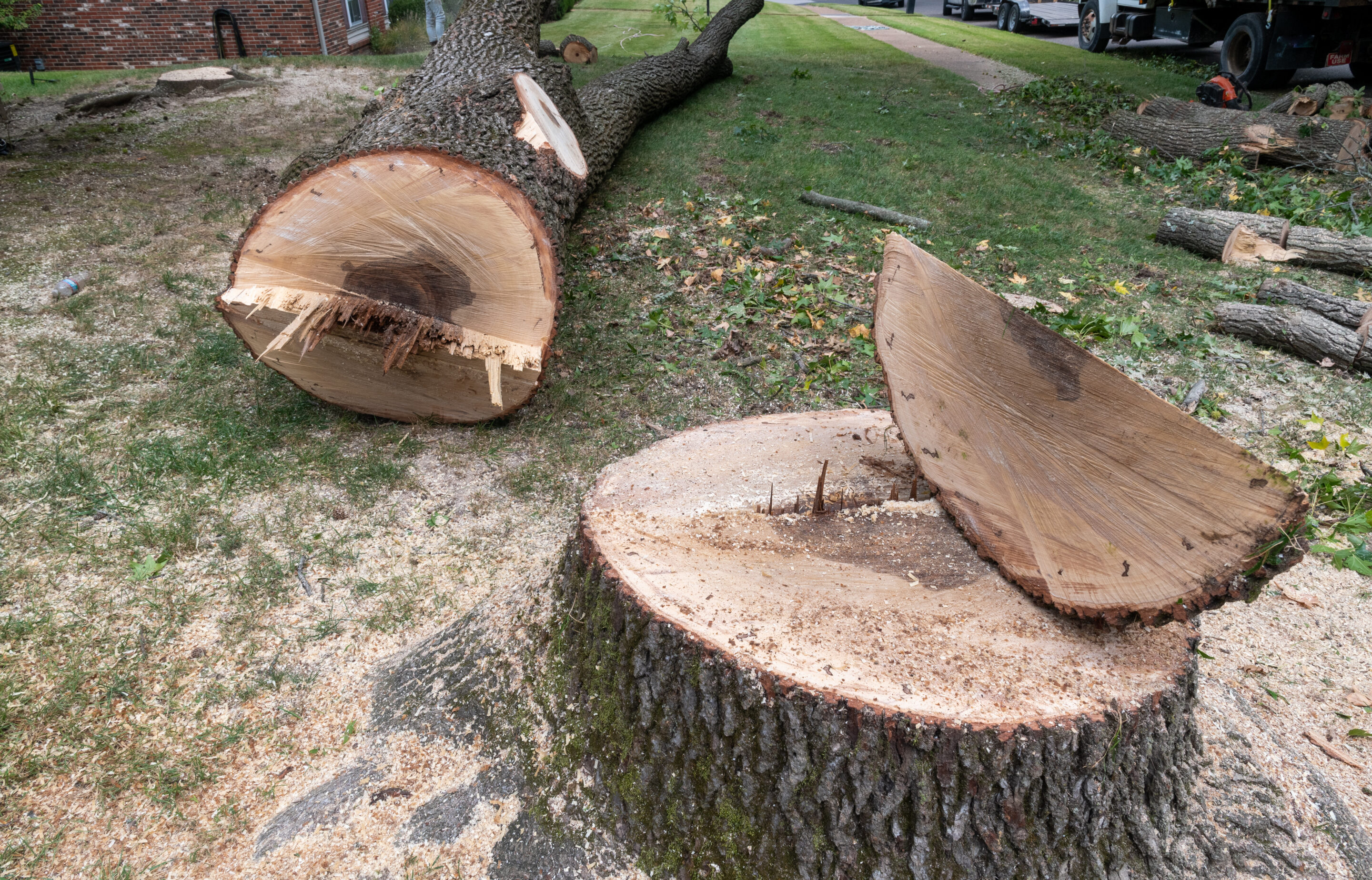 Grand Prairie Tx Tree Service – We love your trees